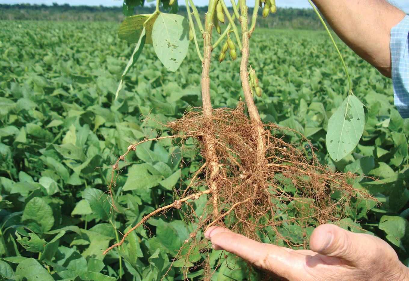 A importância das raízes para as plantas - Cartão de Visita News